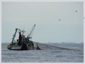 Purse Seine for Mackerel and Horse Mackerel | Complete Purse Seine Nets ...